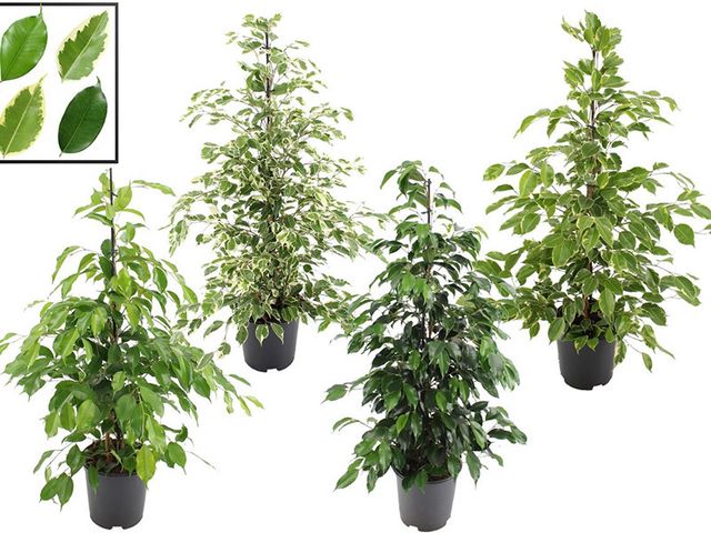 Ficus mix K21 | UNI HOBBY - rozumíme českým kutilům
