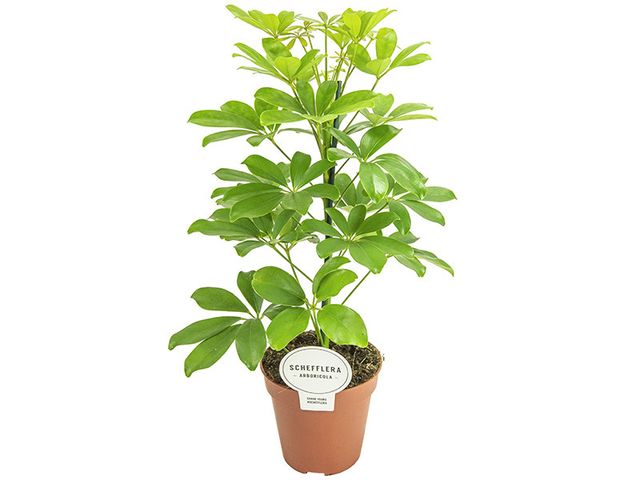 Schefflera 'Nora' (zelené) K13 | UNI HOBBY - rozumíme českým kutilům